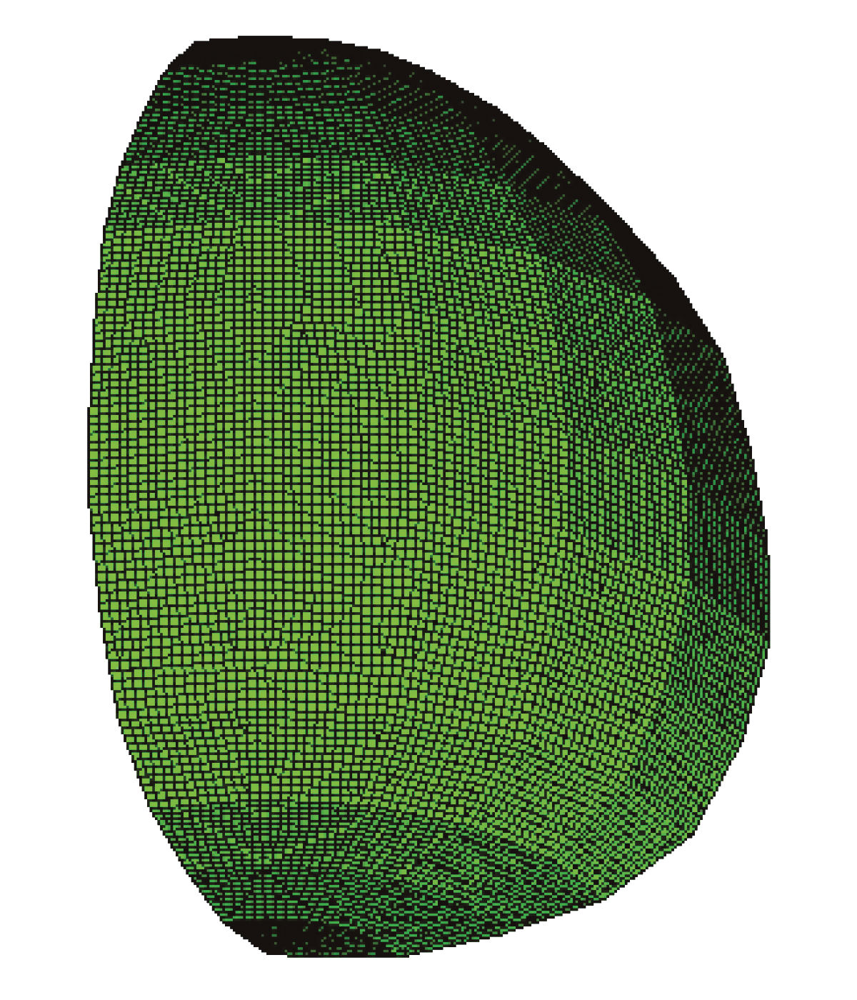 Natural Structures - Diatom and Shells - Irmgard Lochner Aldinger